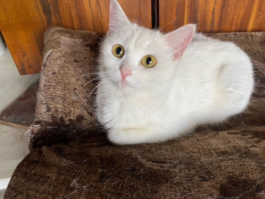Кошечка Ассолька