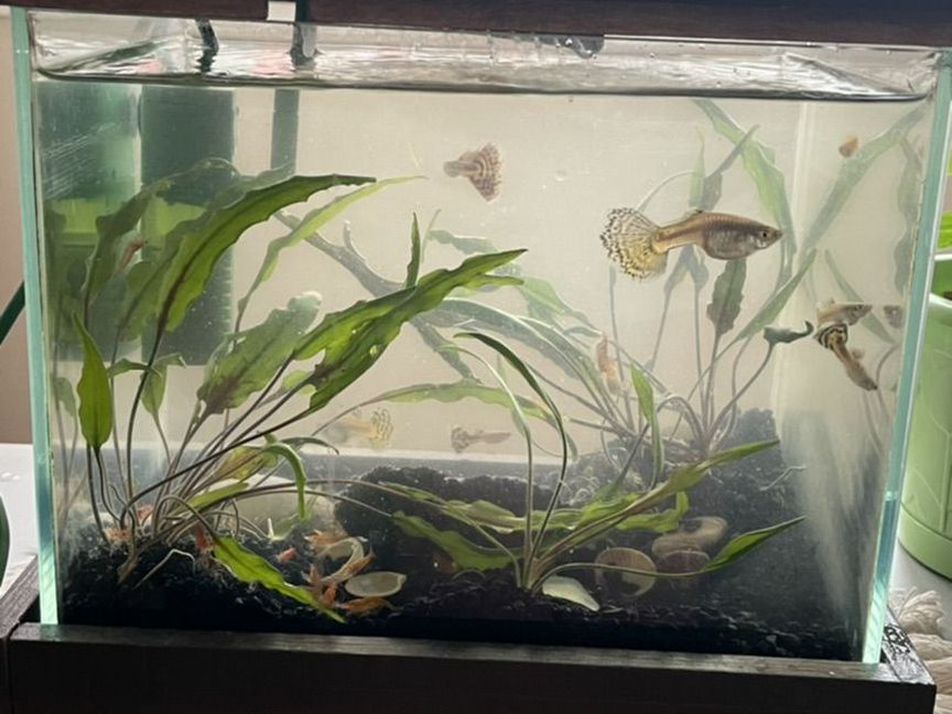 Рыбки, креветки, водоросли