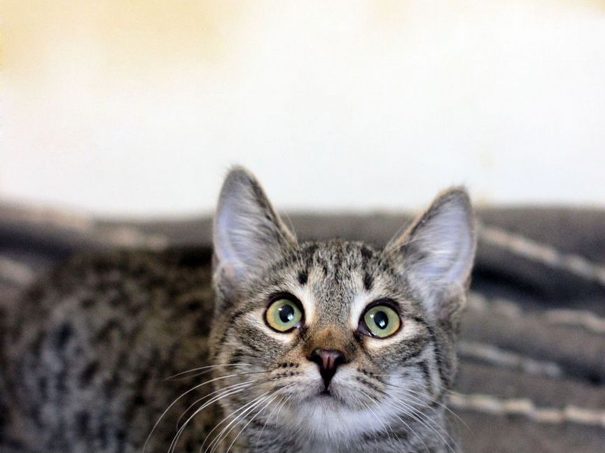 Котенок Уля ищет дом