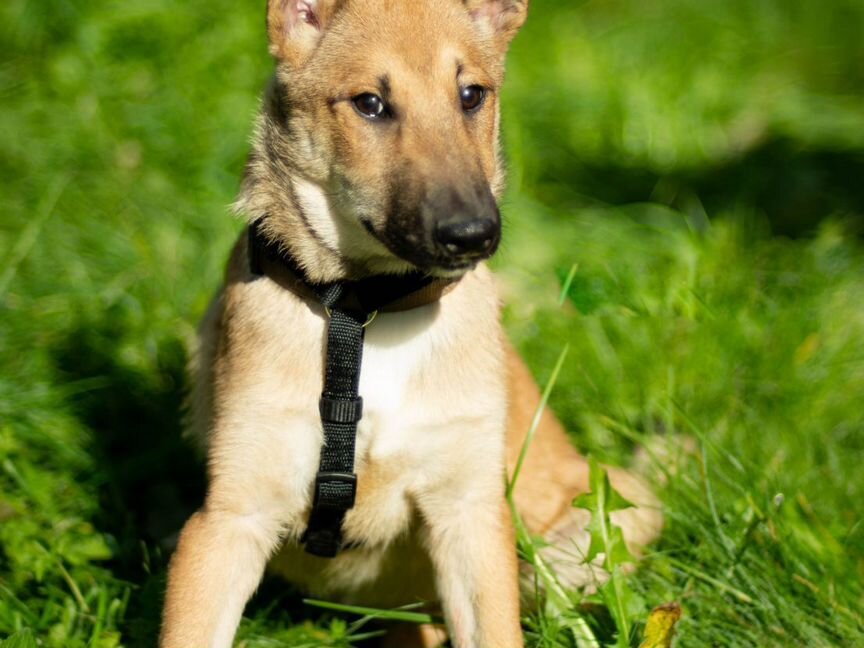 Щенок в добрые руки