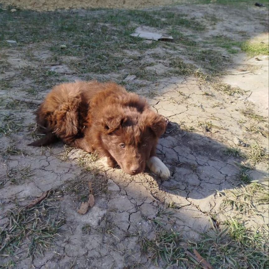 Мальчик от не крупной собаки