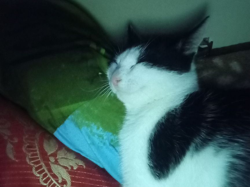 Кошка в дар бесплатно