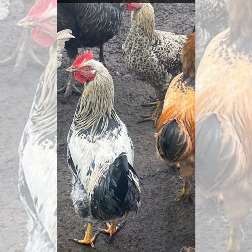 Петушки домашние