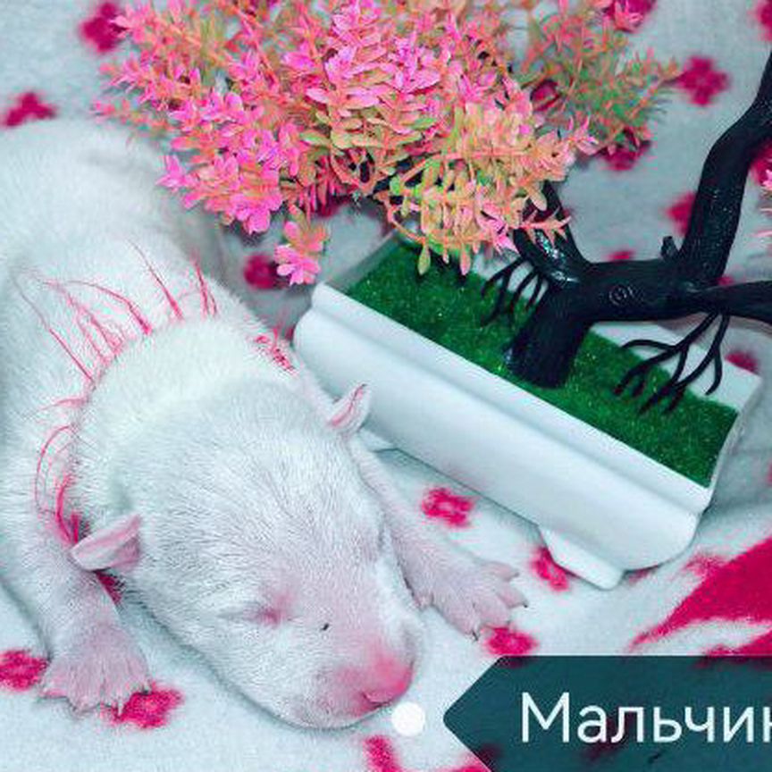 Щенки стандартного бультерьера