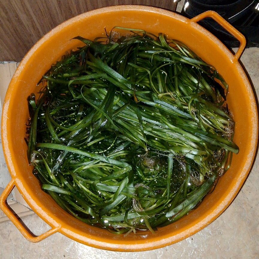 Аквариумные растения