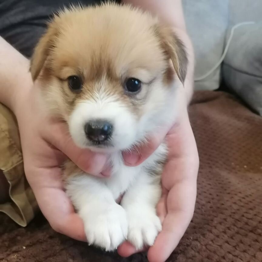 Вельш Корги Пемброк, щенок