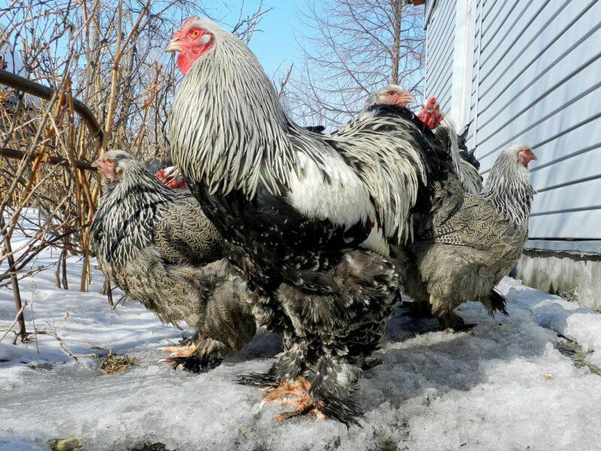 Инкубационное яйцо брама куропатчатая