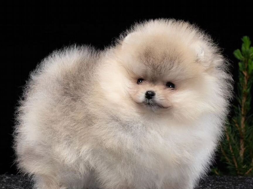 Шпиц