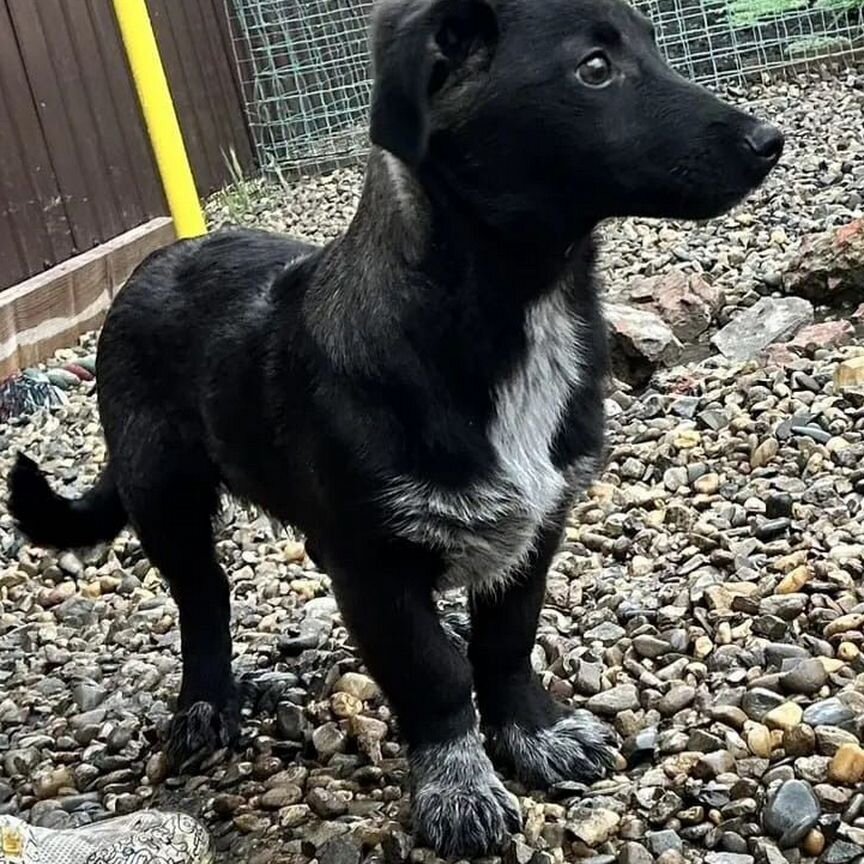 Щенок в добрые руки