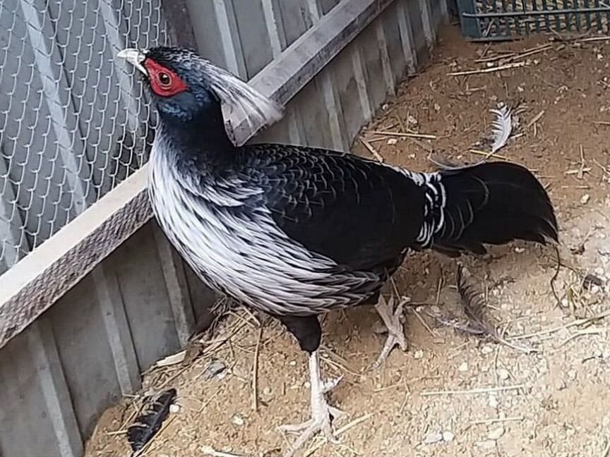 Фазан непальский белохохлый