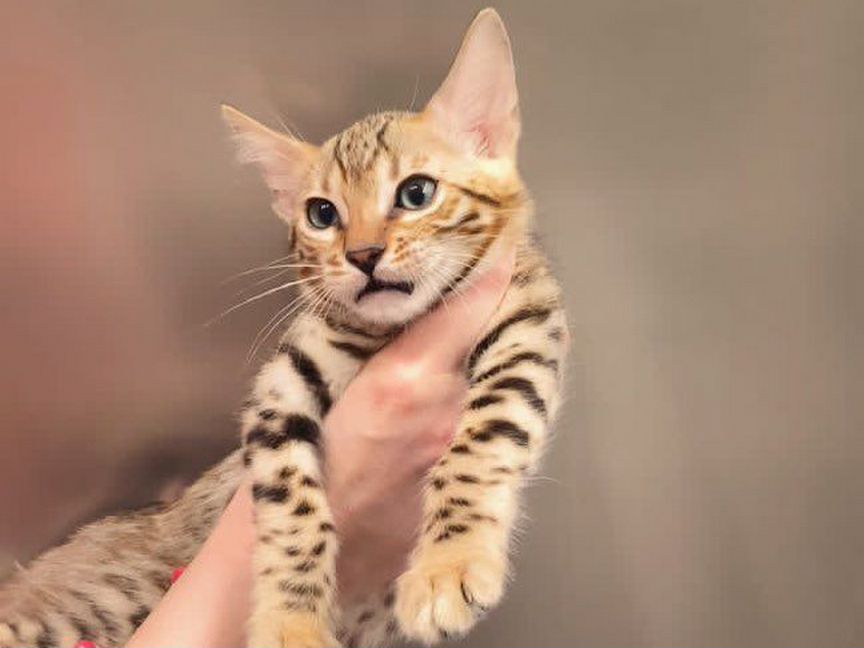 Бенгальские котята
