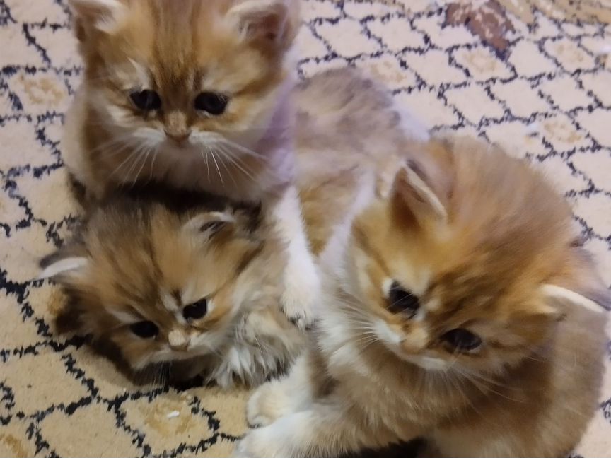 Британская золотая шиншилла - котята
