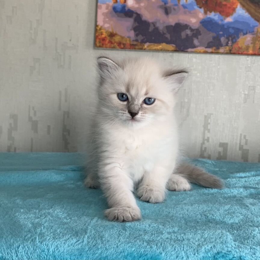 Невская маскарадная