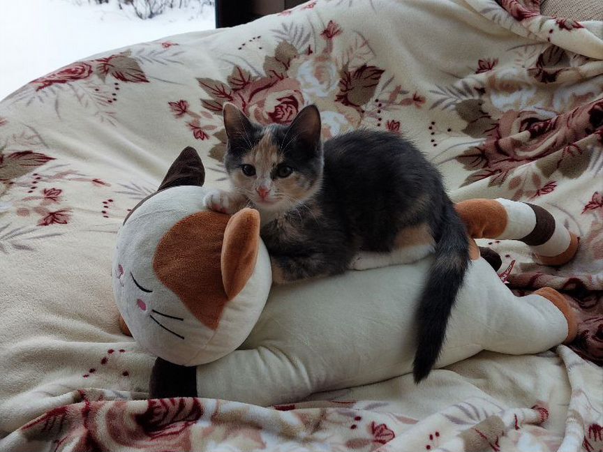 Котенок трехцветный