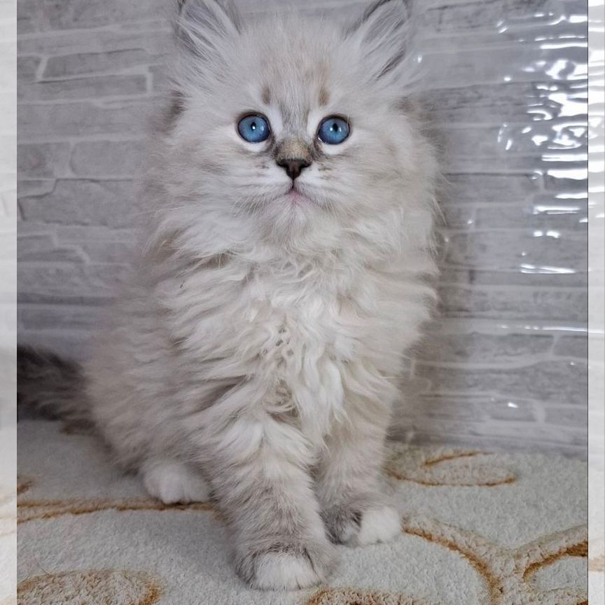 Невский маскарадный котёнок