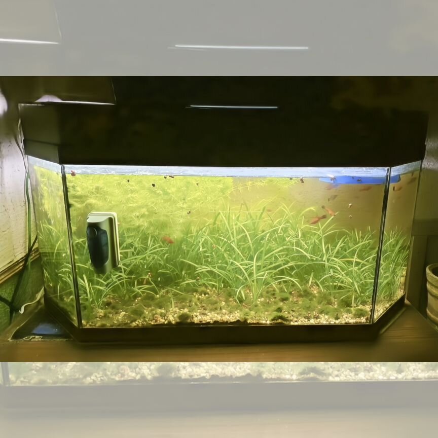 Аквариум в добрые руки