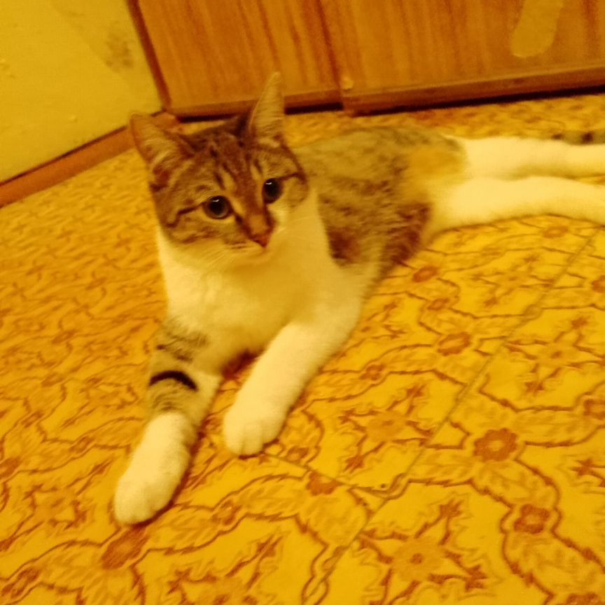 Отдам кошечку в добрые руки