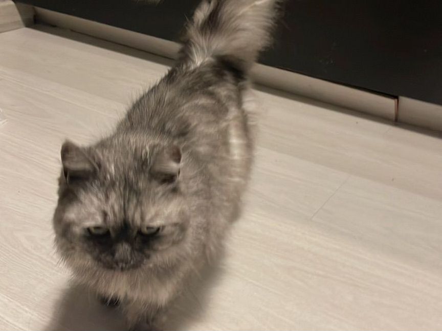 Отдам сибирскую кошку в добрые руки