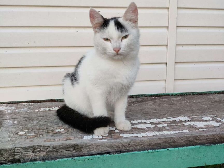 Котята в добрые руки мальчики