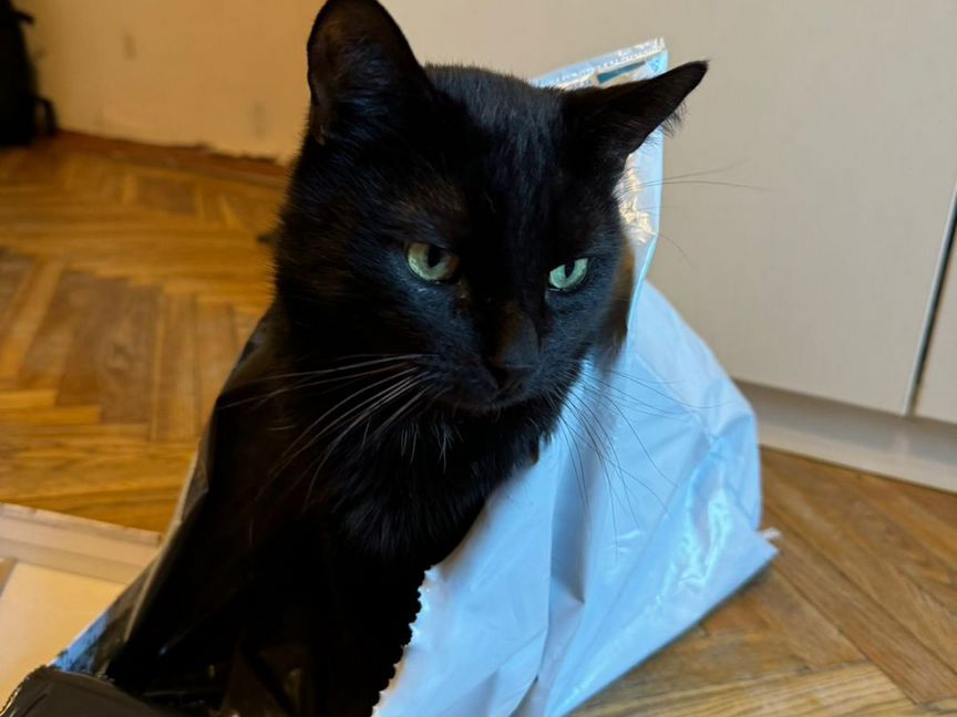 Кот
