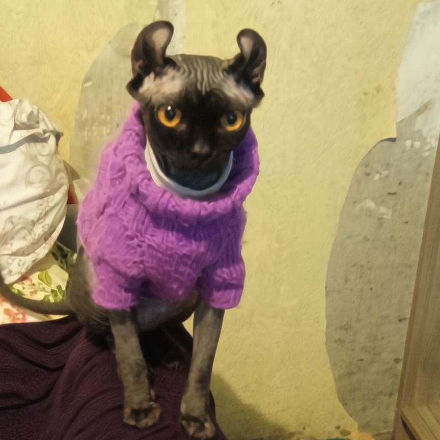 Канадский сфинкс, кошка вязка