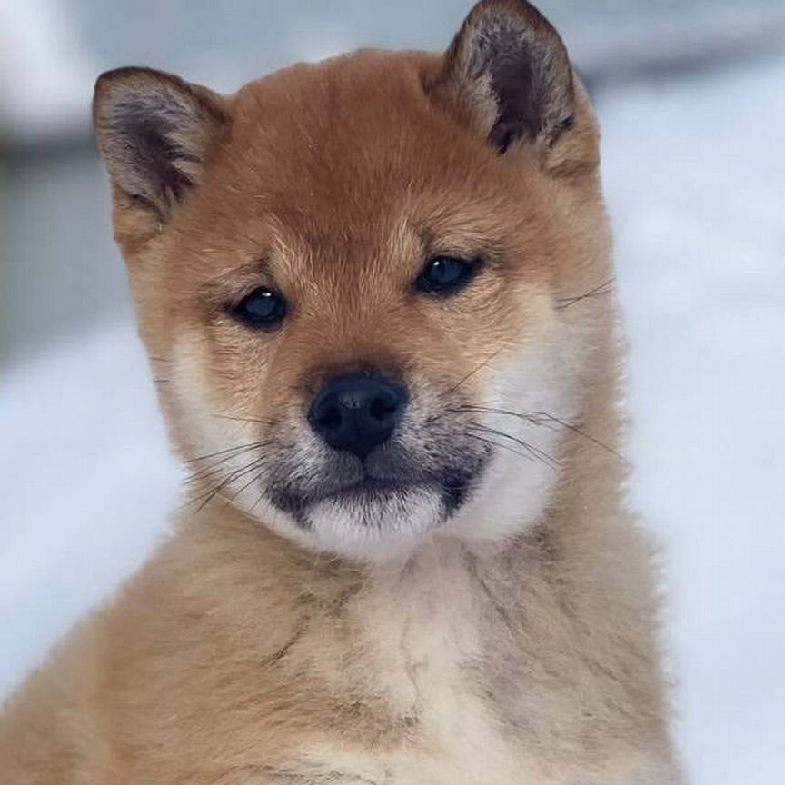 Сиба-ину, щенок