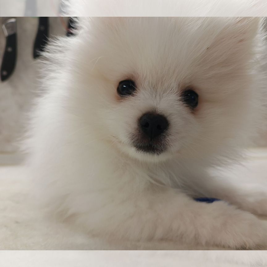 Померанский шпиц, щенок