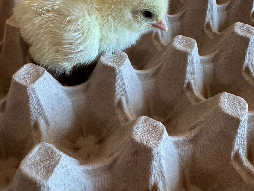 Цыплята суточные петушки