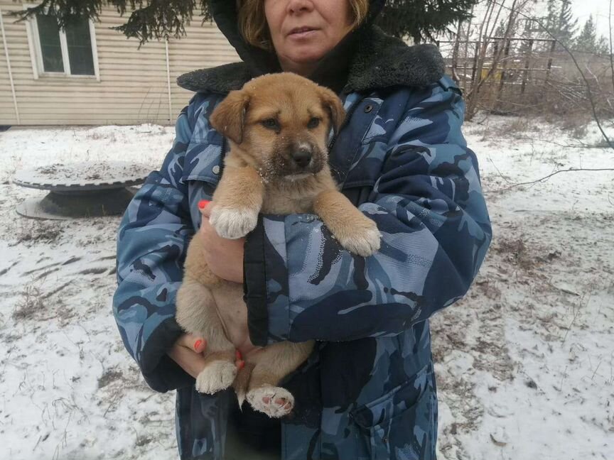 Собака в добрые руки бесплатно в дар