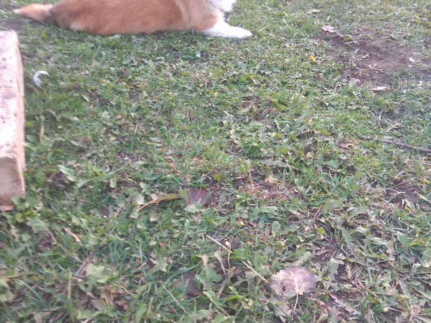 Вельш-корги пемброк