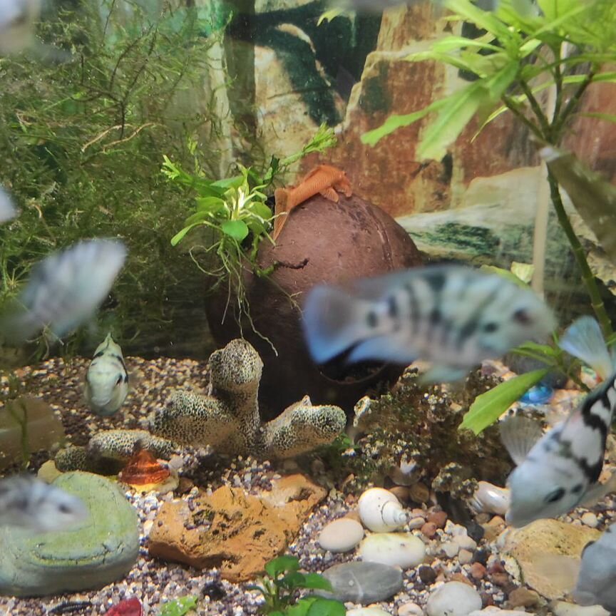 Аквариумные рыбки Сапфировый попугай, мальки