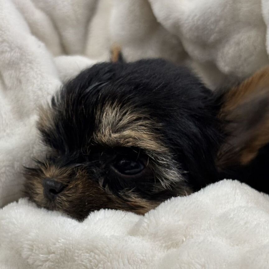 Йоркширский терьер, щенок