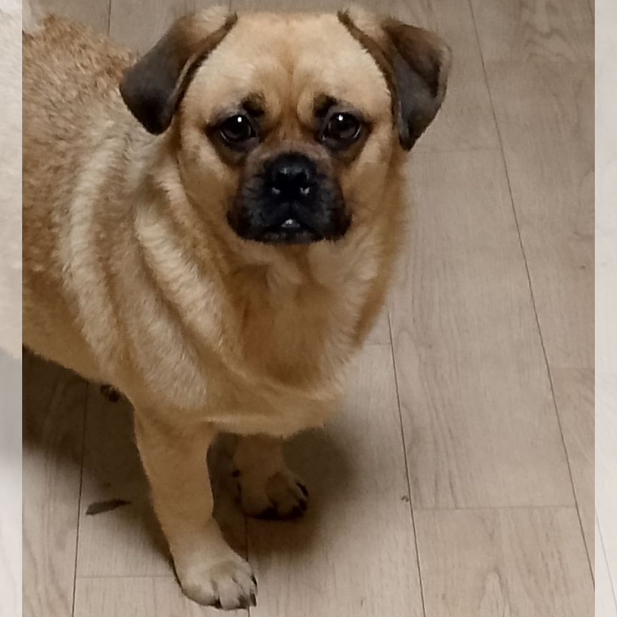 Мопс, взрослая собака