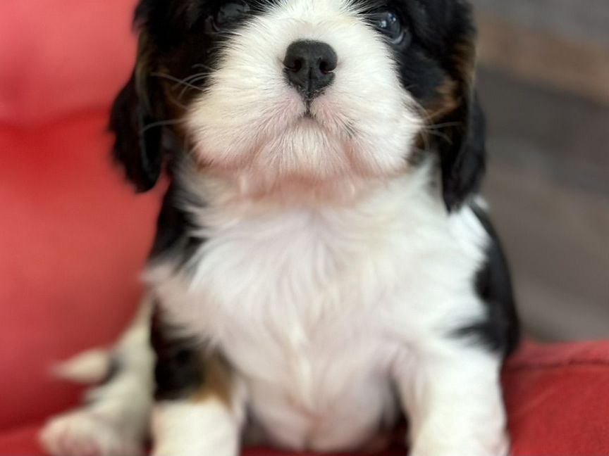 Кавалер Кинг Чарльз Спаниель щенки