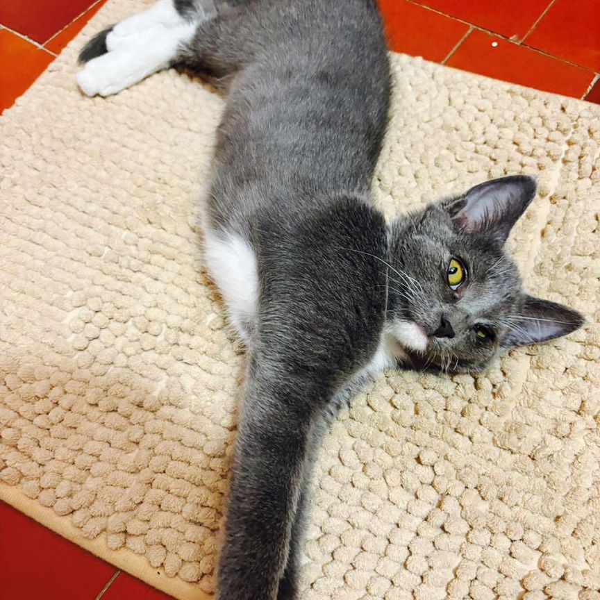 Котята 3 месяца бесплатно