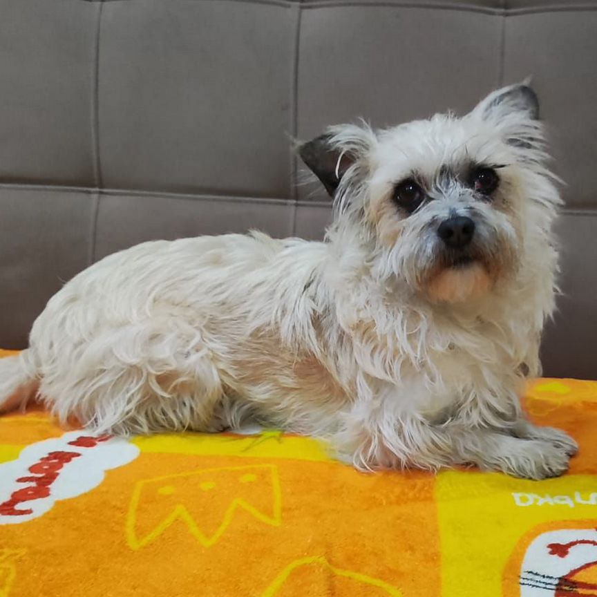 Взрослая собака в добрые руки