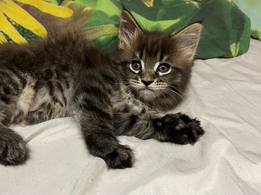 Котята-мейнкунята