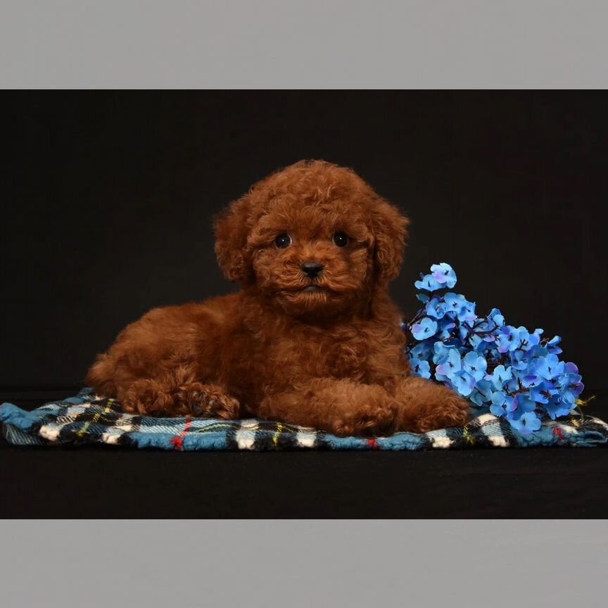 Той-пудель, щенок