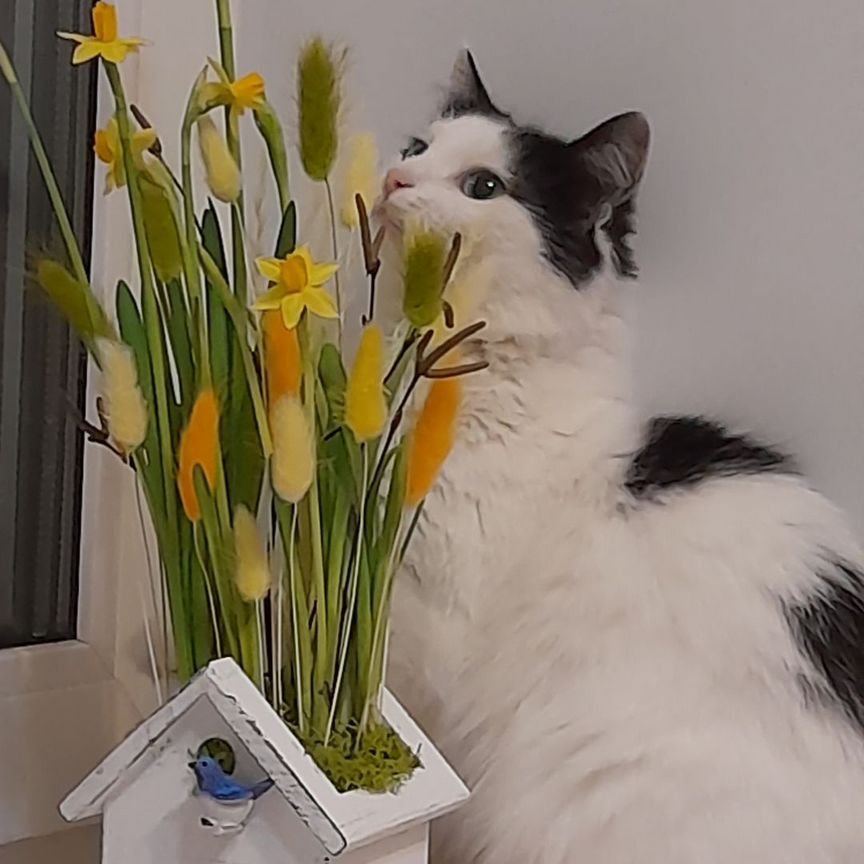 Кошка