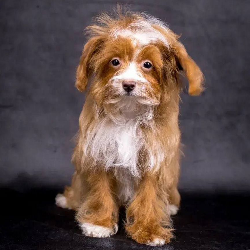 Петербургская орхидея, щенок