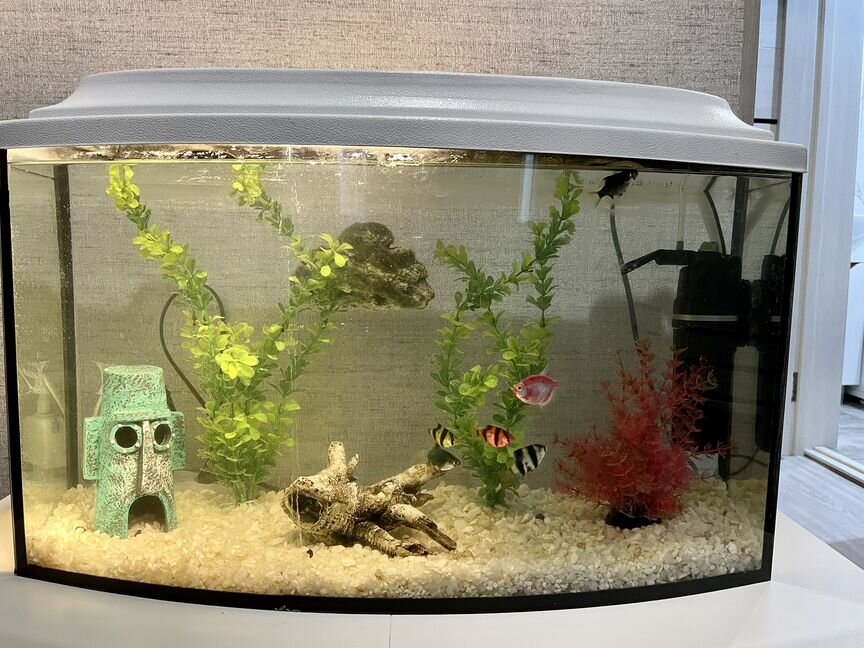 Аквариум со всем содержимым