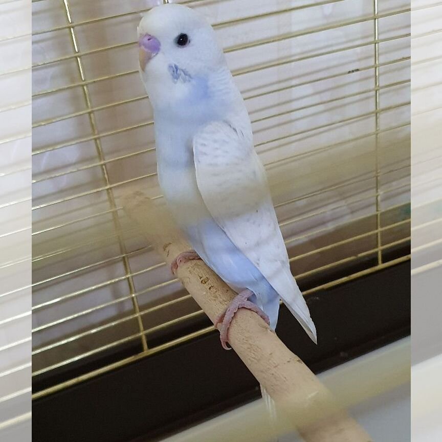 Попугаи волнистые и п/ выставочные