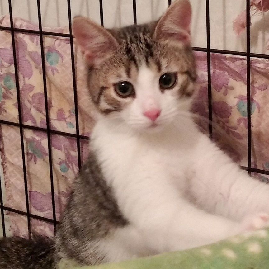 Котёнок в добрые руки