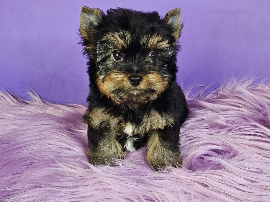 Ромео мальчик мелкий стандарт