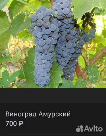 Виноград Амурский саженцы купить в Томске | Товары для дома и дачи | Авито