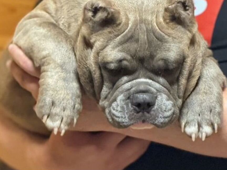 Американский булли щенки