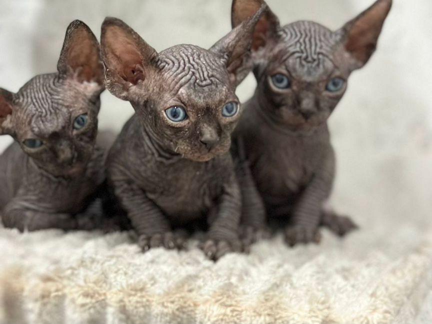 Канадский сфинкс котята