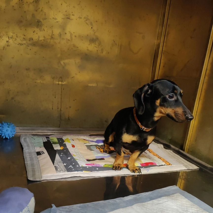 Карликовая такса