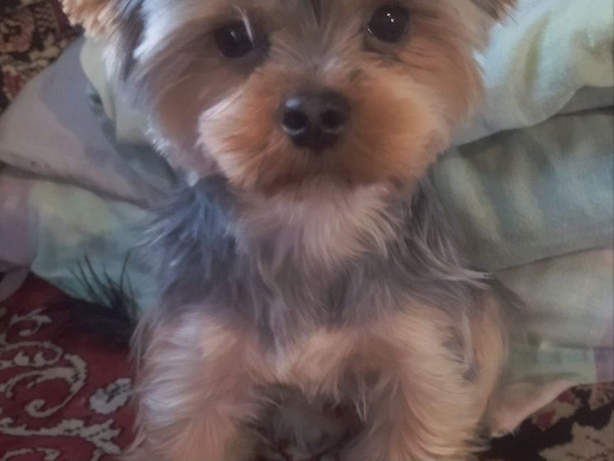 Йоркширский терьер