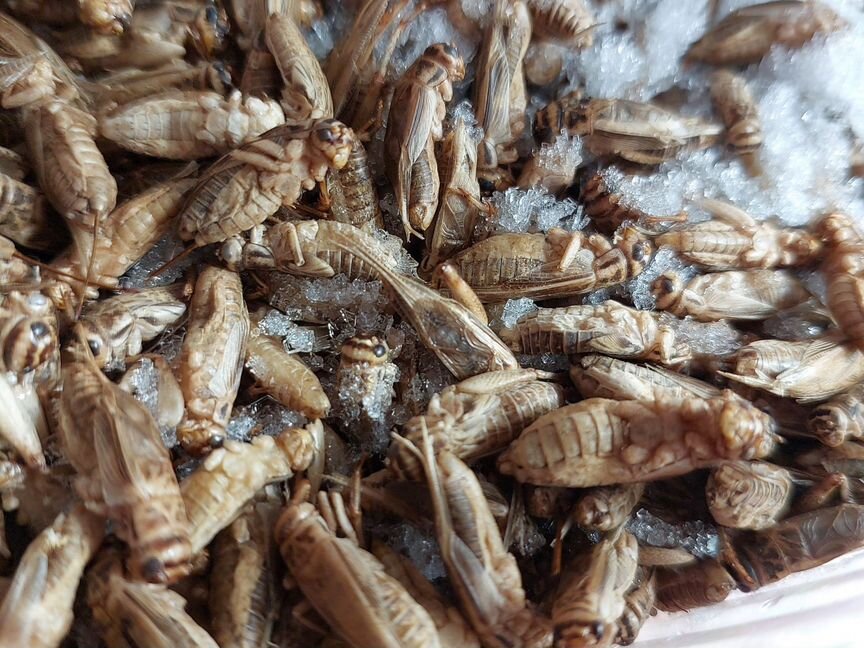 Сверчки кормовые заморозка